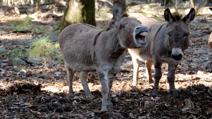 Ossabaw Island Foundation | Free Range Donkeys