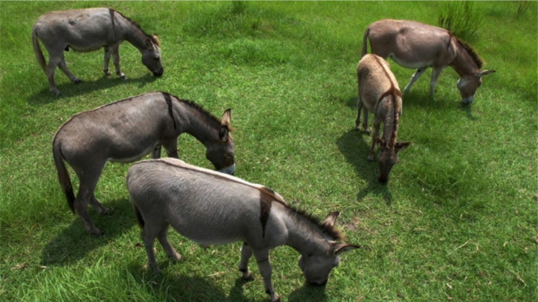 Ossabaw Island Foundation | Free Range Donkeys
