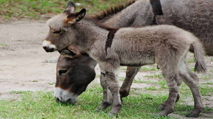 Ossabaw Island Foundation | Free Range Donkeys