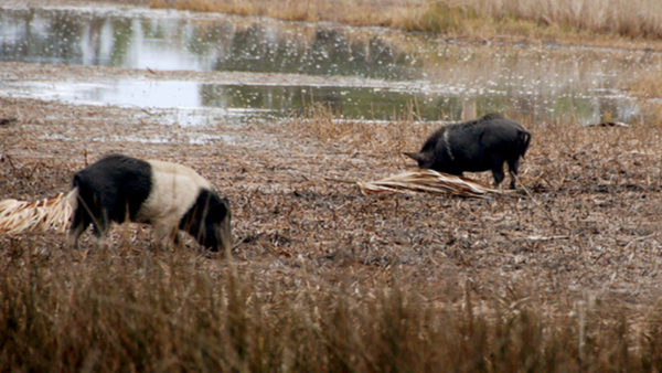 Ossabaw Island Foundation | Ossabaw Pigs